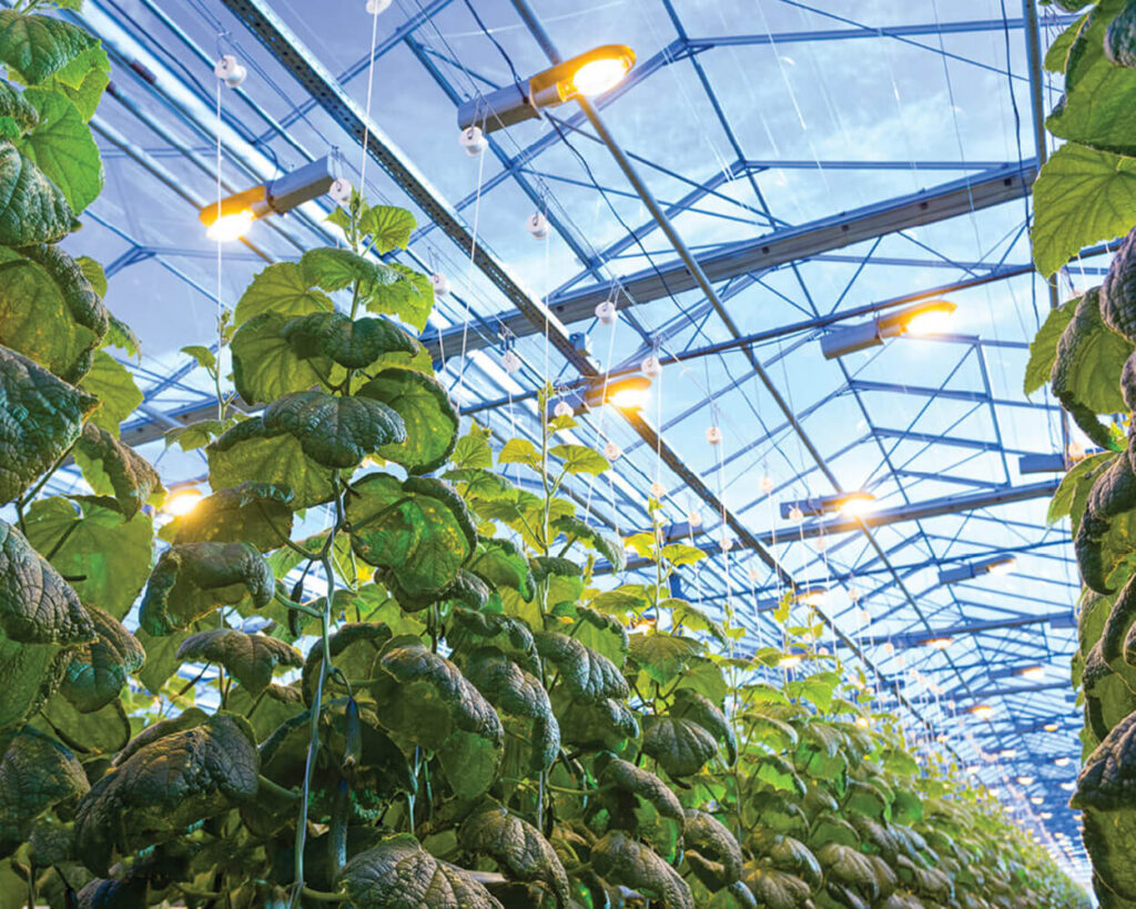 LED FARM & AGRICULTURE LIGHTING – Litho Circuits
